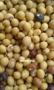 Njungu Mawe – Mothers Of Africa Mobile Soko